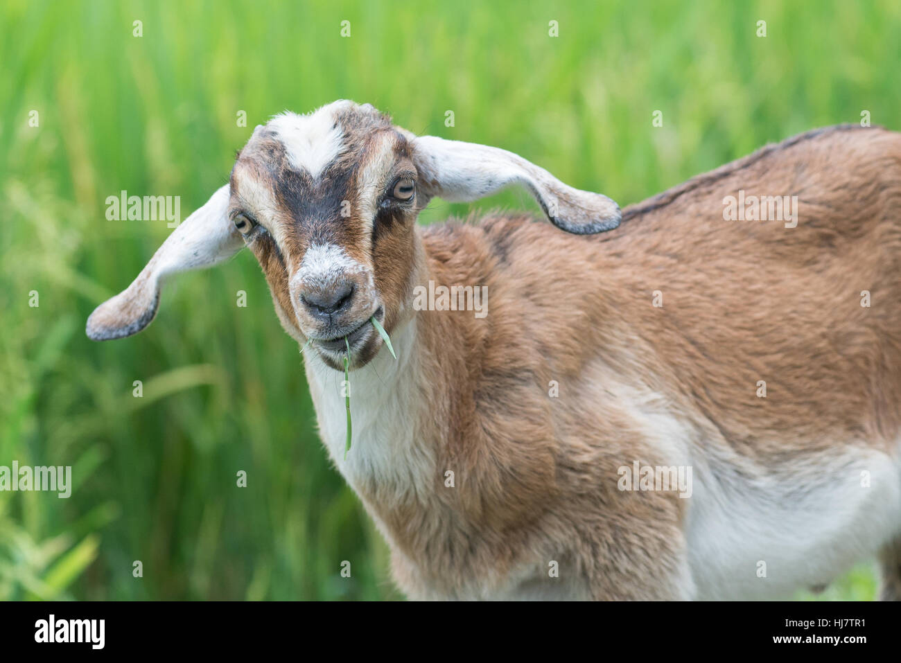 Goat chewing hi-res stock photography and images - Alamy