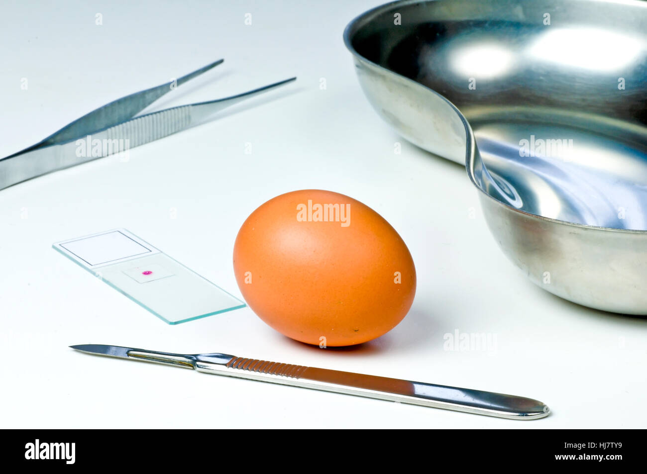 Checking eggs hi-res stock photography and images - Alamy