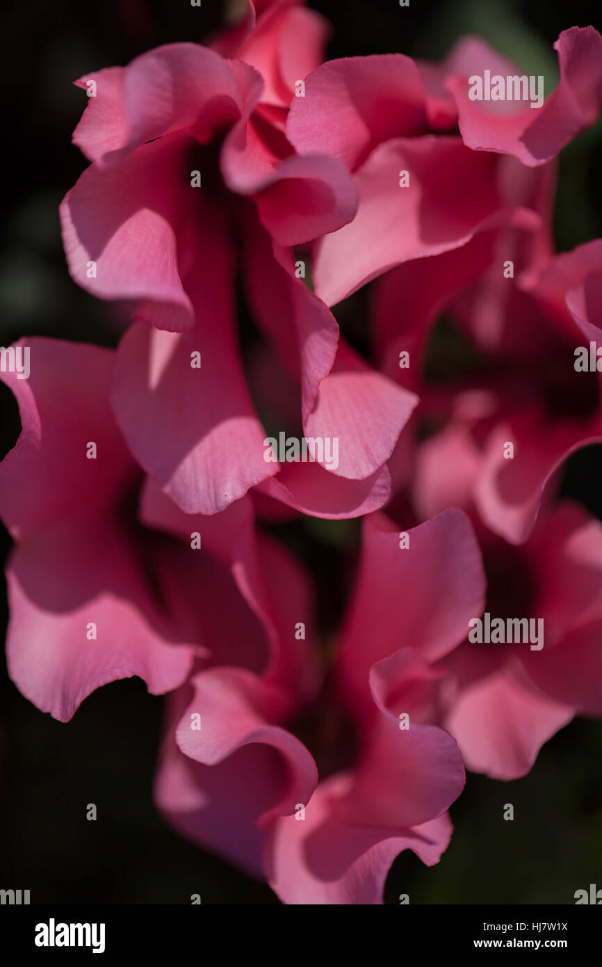 unusual sinuous pink petals of flowers on the dark background, note ...