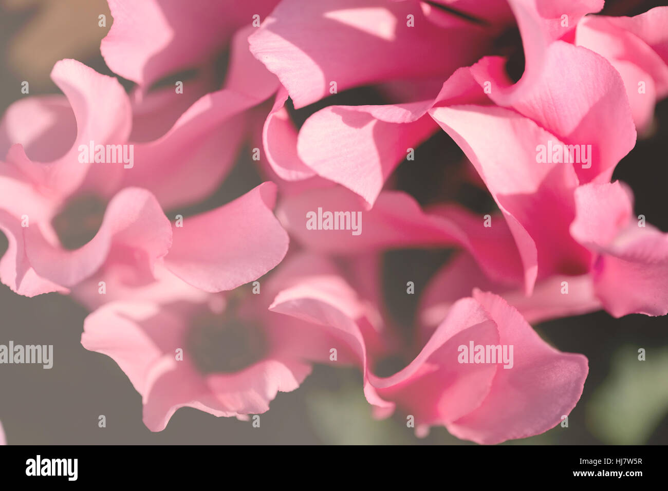 unusual sinuous pink petals of flowers on the dark background, note ...