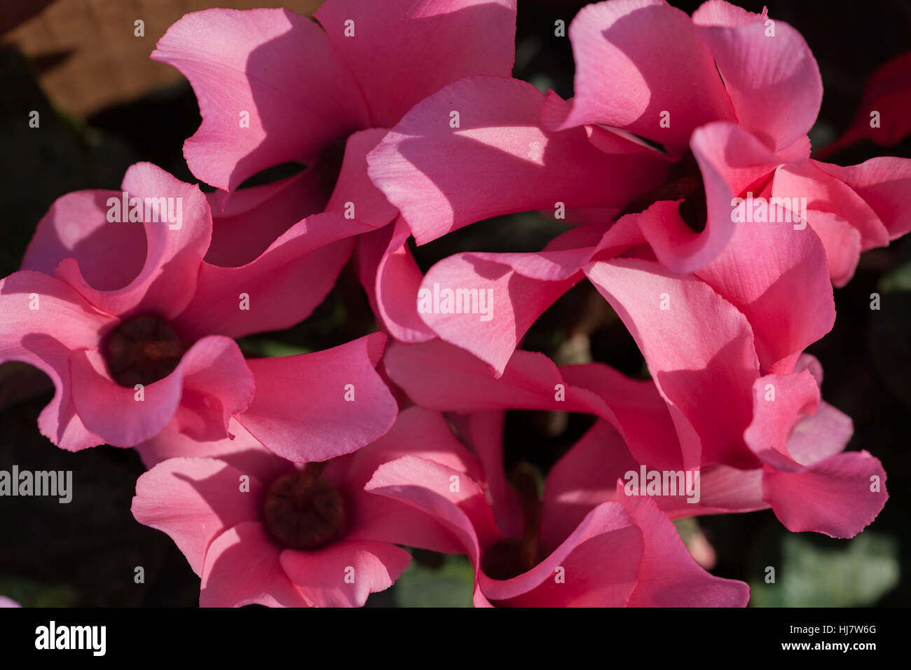 unusual sinuous pink petals of flowers on the dark background, note ...