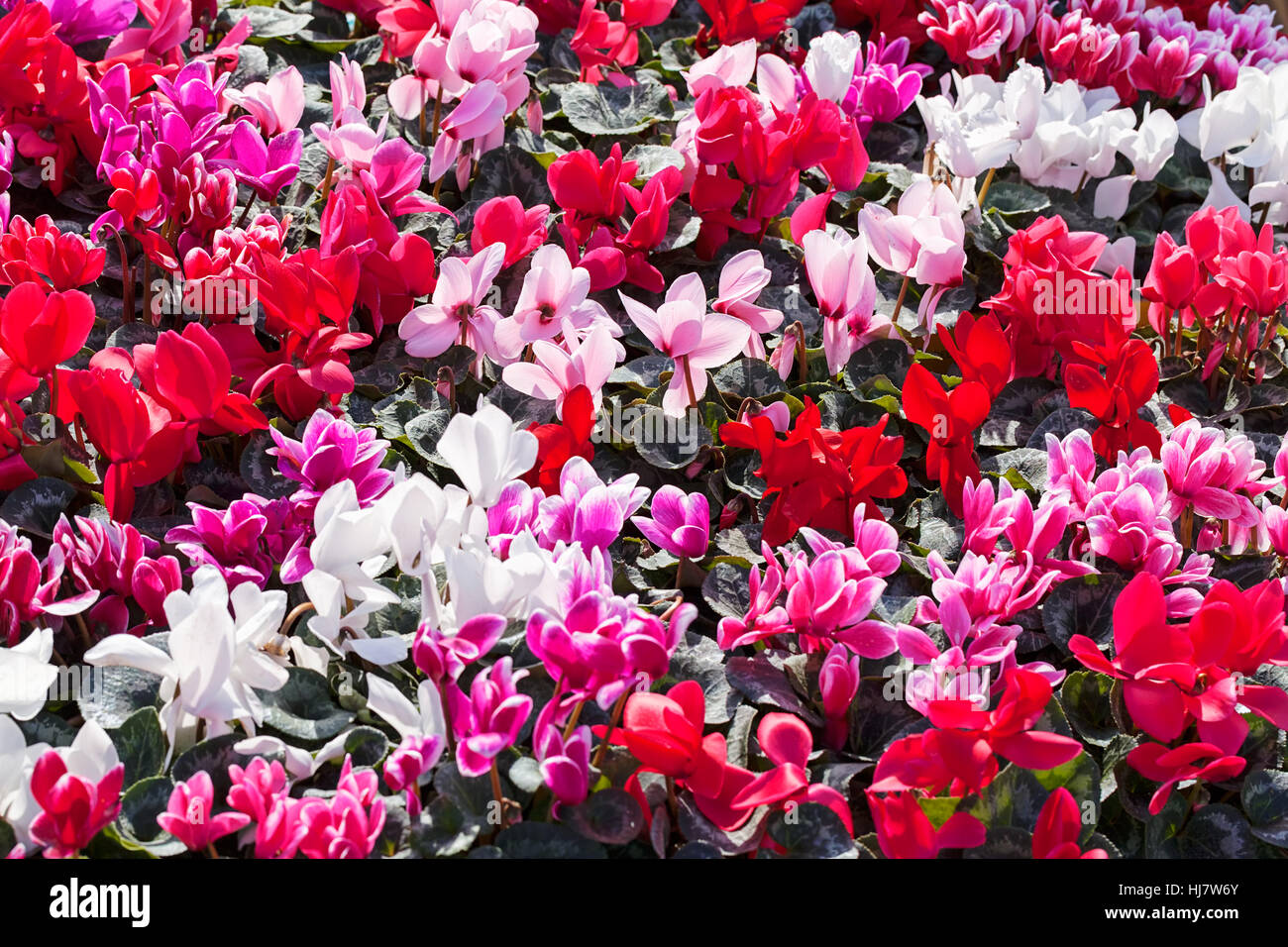 cyclamen flowers in various colors, note shallow depth of field Stock ...