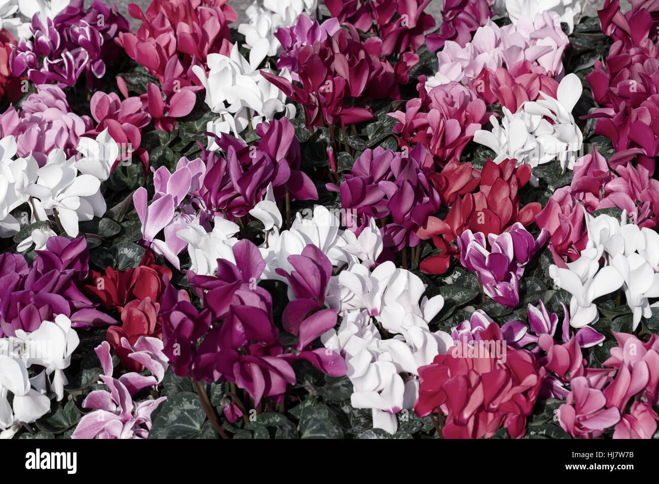 cyclamen flowers in various colors, note shallow depth of field Stock ...