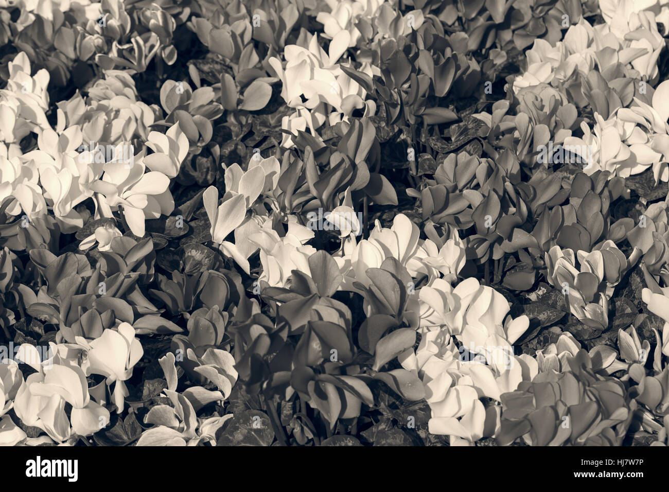 cyclamen flowers in various colors, note shallow depth of field Stock ...