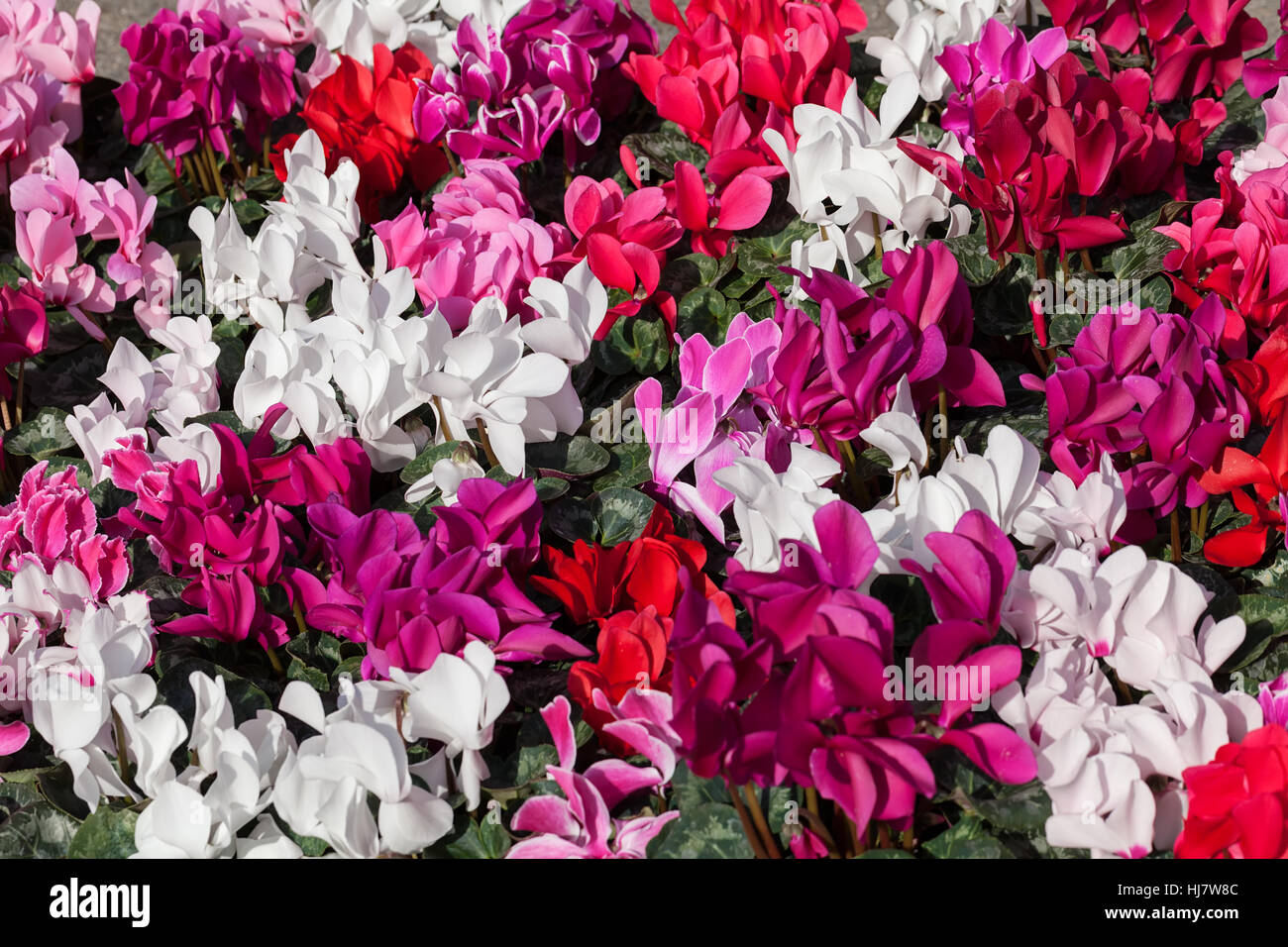 cyclamen flowers in various colors, note shallow depth of field Stock ...