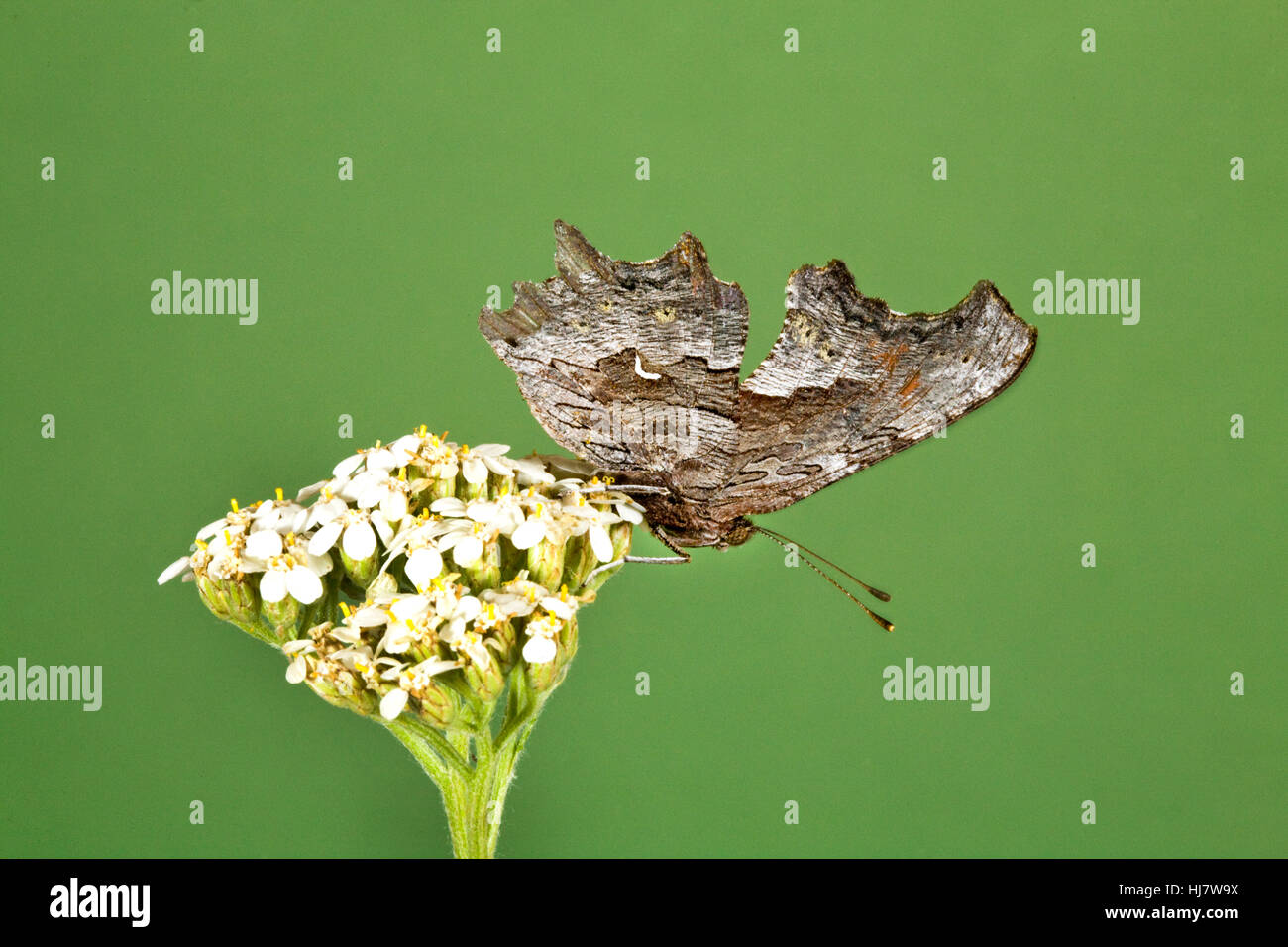 Comma Butterfly High Resolution Stock Photography and Images - Alamy