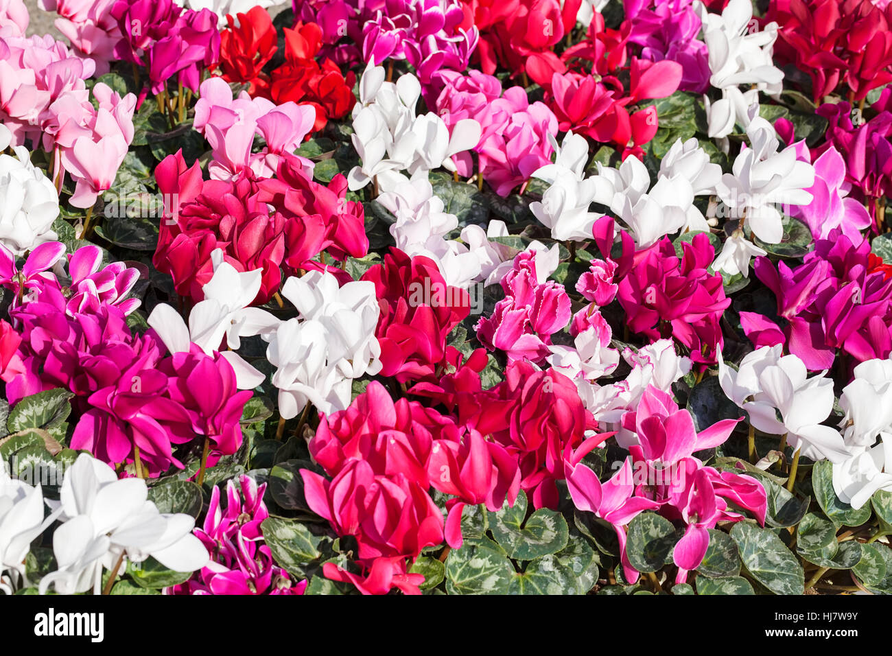 cyclamen flowers in various colors, note shallow depth of field Stock ...