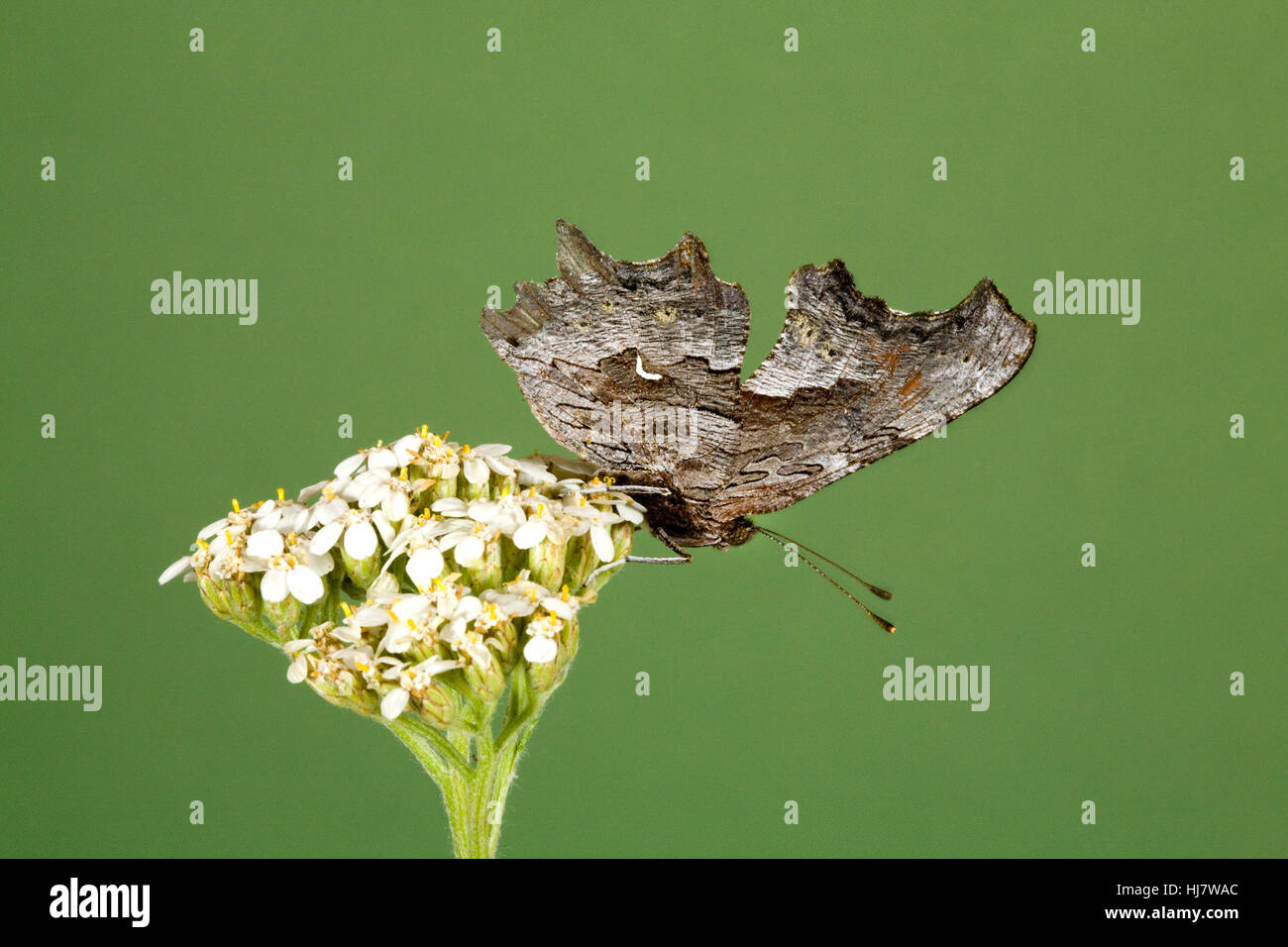 A Green Comma butterfly, Polygonia faunus, in the Cascade Mountains ...