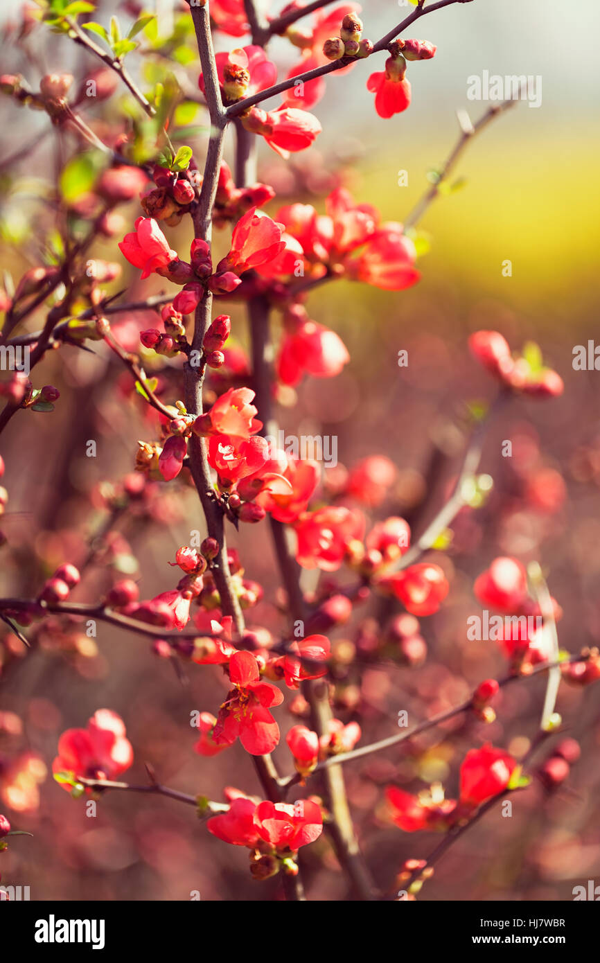 quince branch with red flowers, note shallow depth of field Stock Photo ...