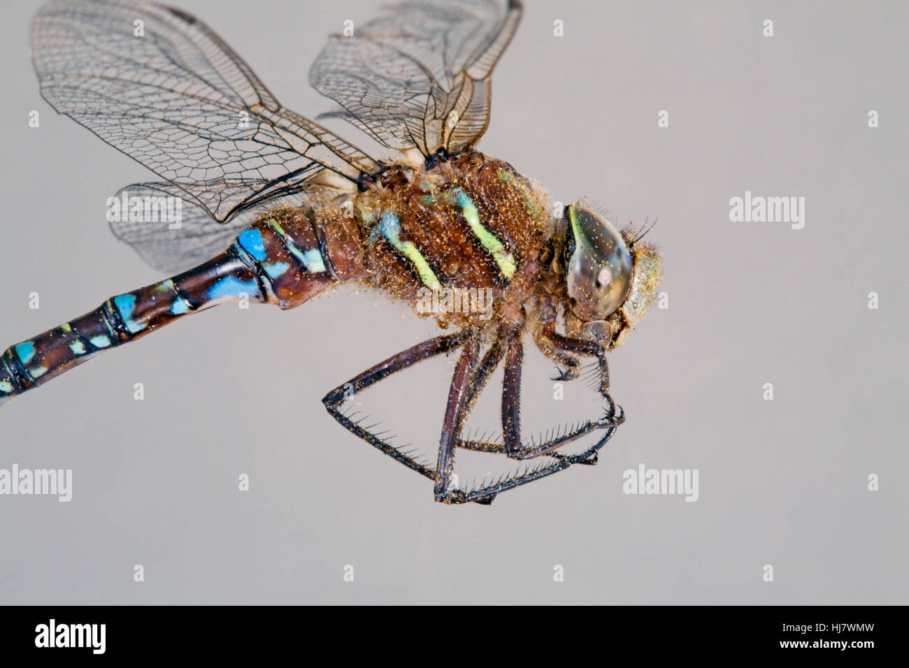 Dragonfly in nature hi-res stock photography and images - Alamy