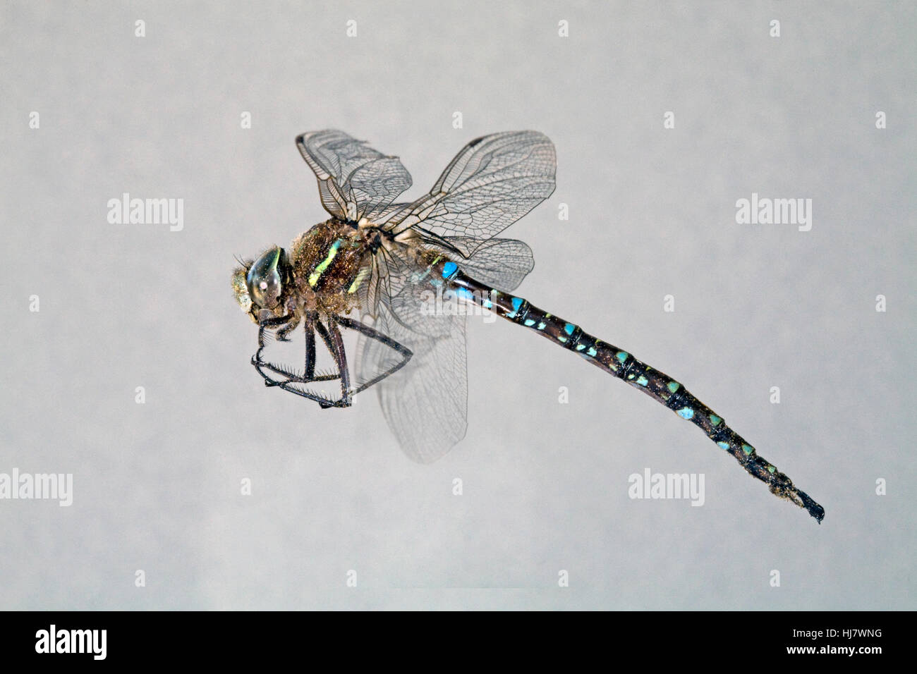 Portrait of a Shadow Darner dragonfly, Aeshna umbrosa, in flight Stock ...