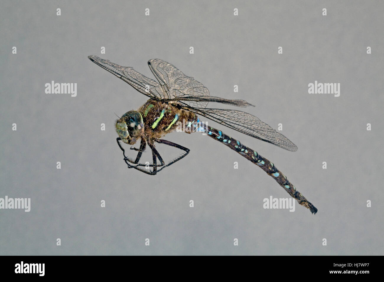 Dragonfly in nature hi-res stock photography and images - Alamy