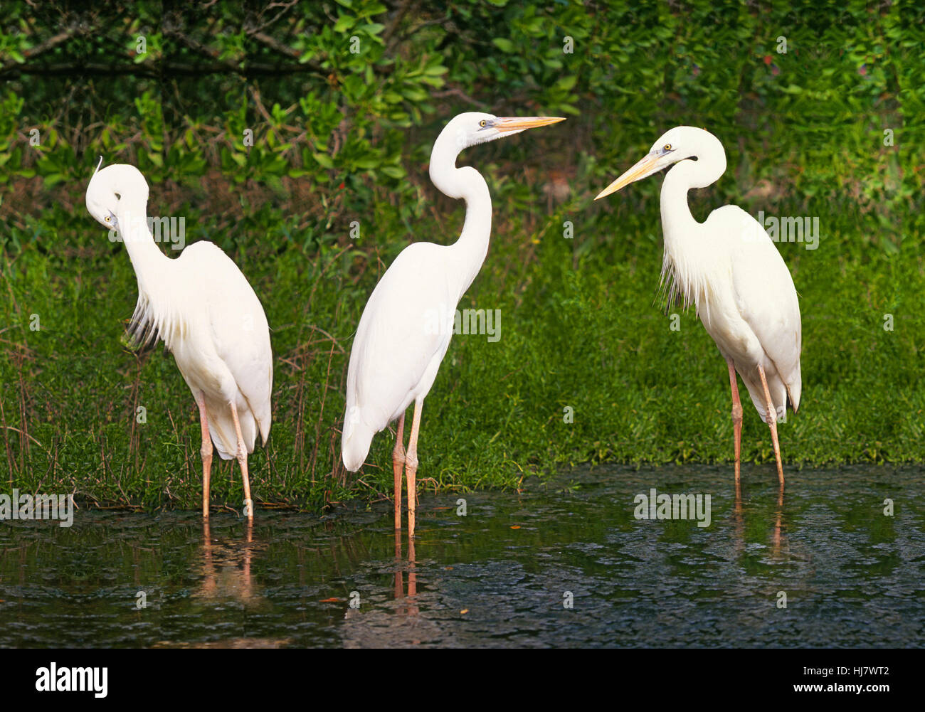 Three great white herons, a subspecies of the Great Blue Heron, Ardea ...