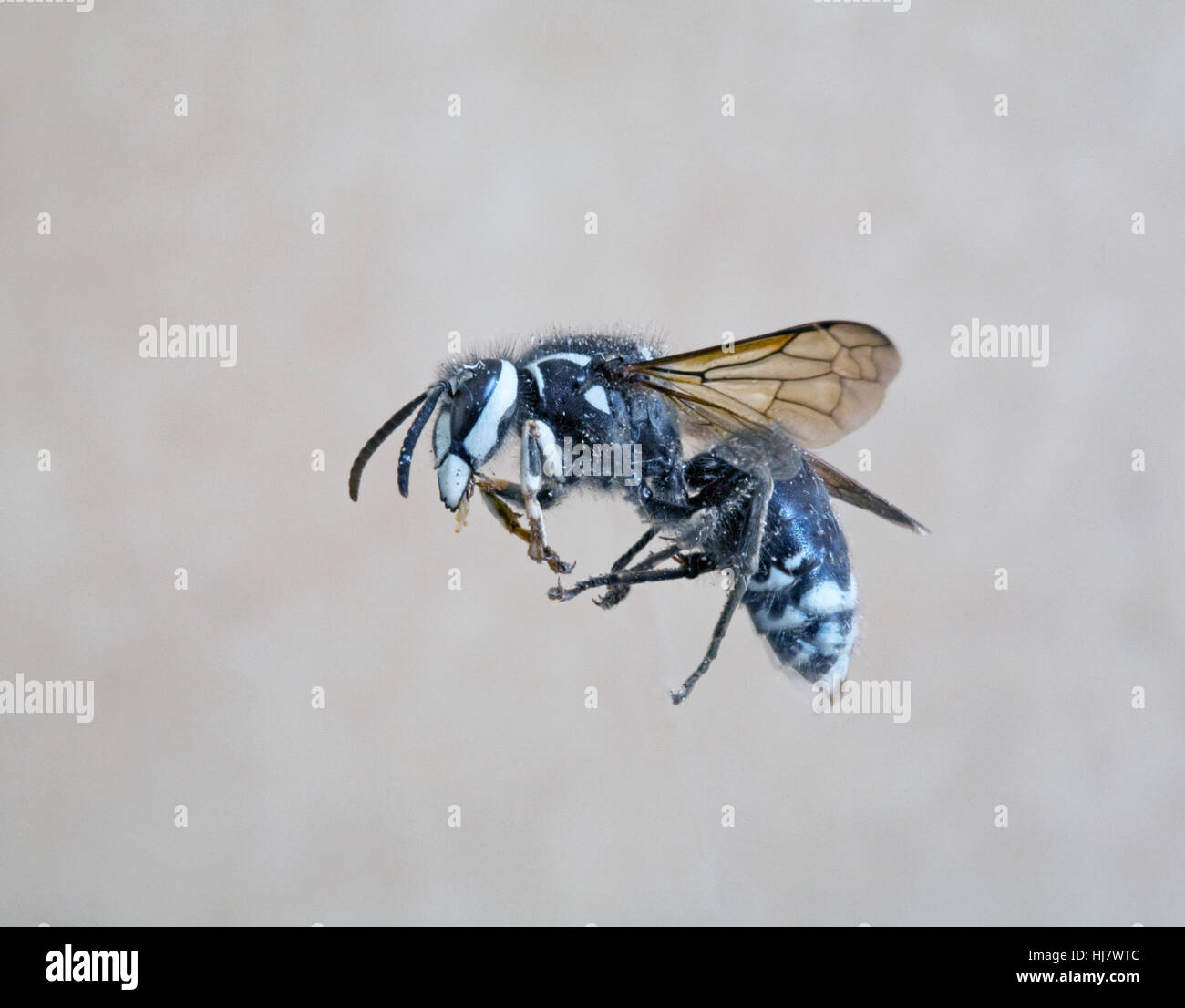 Bald faced hornet hi-res stock photography and images - Alamy