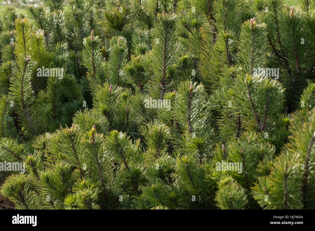 Young densely packed branches of Scots pine, note shallow depth of ...
