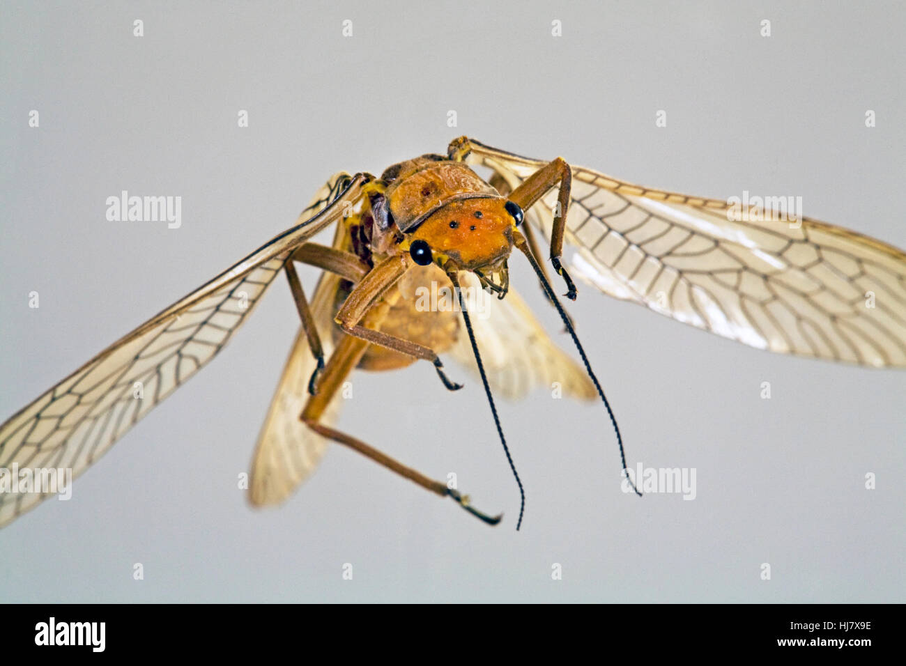 A portrait of a golden stonefly, also known as Acroneuria pacifica or ...