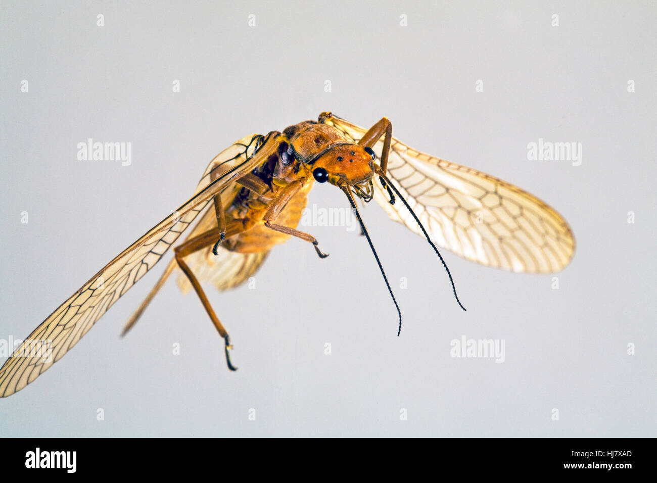 A portrait of a golden stonefly, also known as Acroneuria pacifica or ...