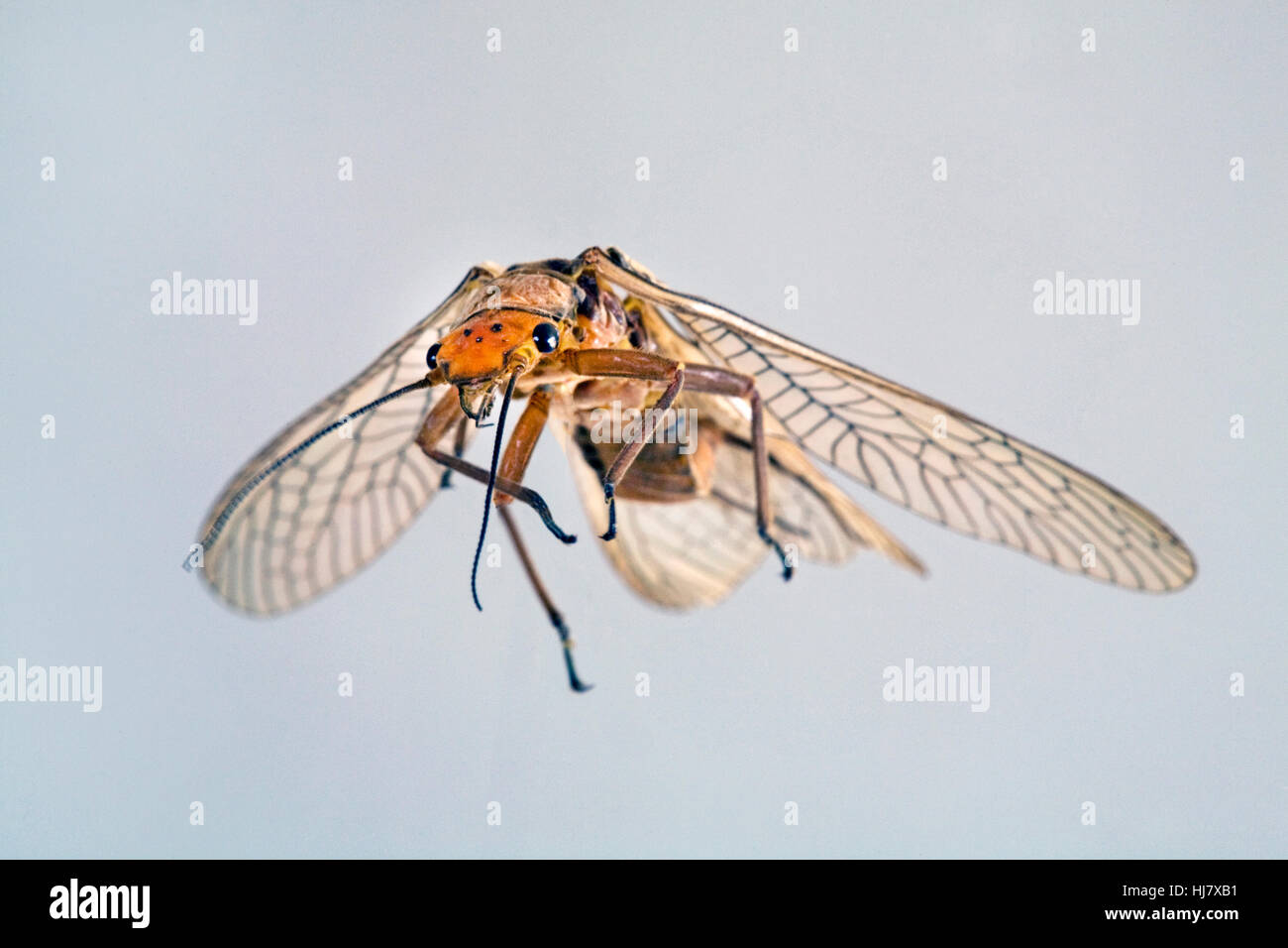 A portrait of a golden stonefly, also known as Acroneuria pacifica or ...