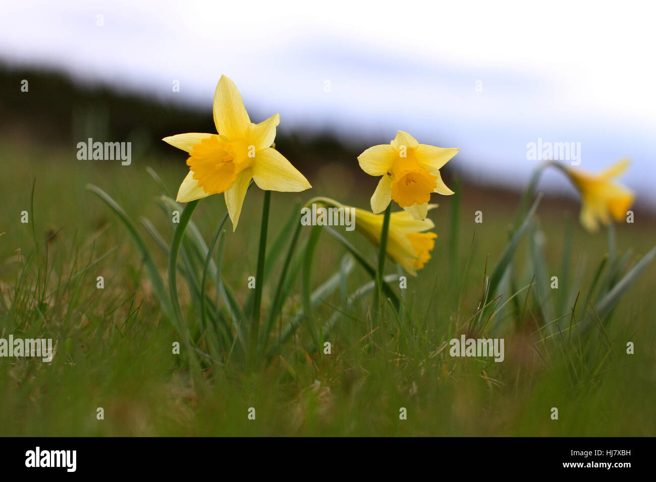 hike, go hiking, ramble, wayside, daffodils, savage, haggardly, flower ...