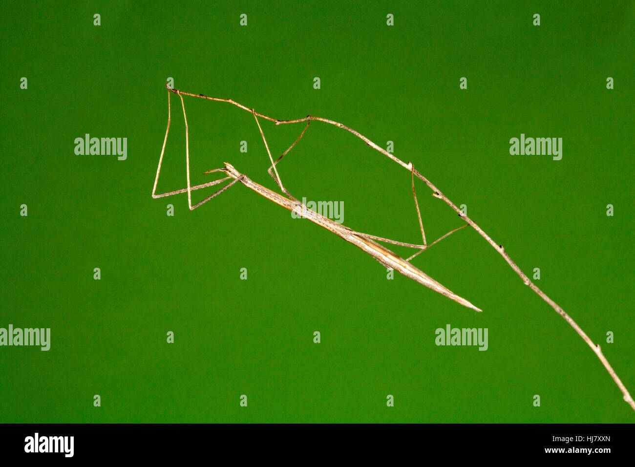 Walking Stick Insect Life Cycle Diagram