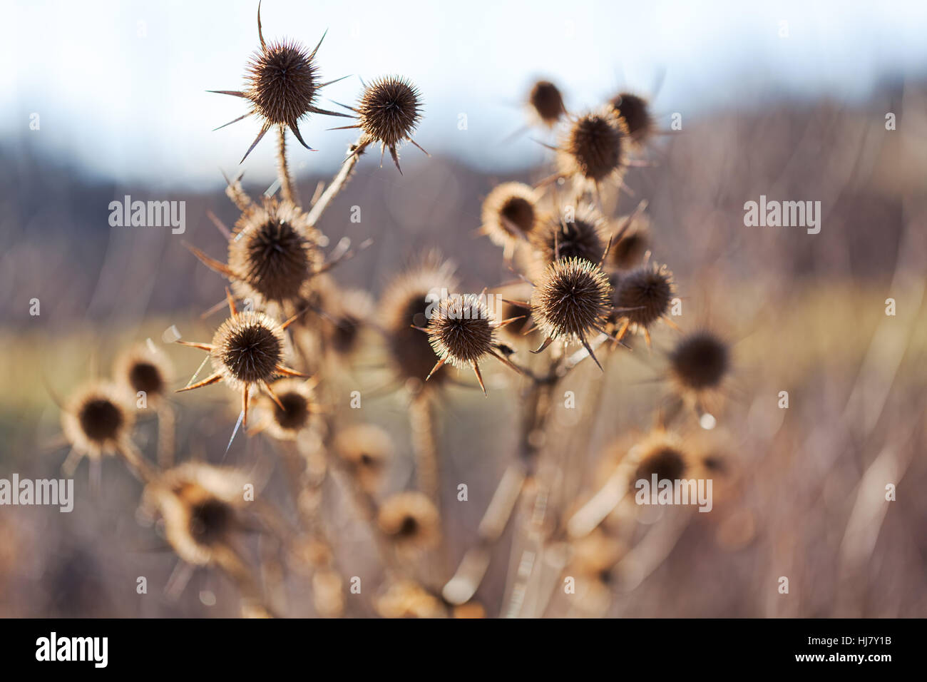 Prickly plants hi-res stock photography and images - Alamy
