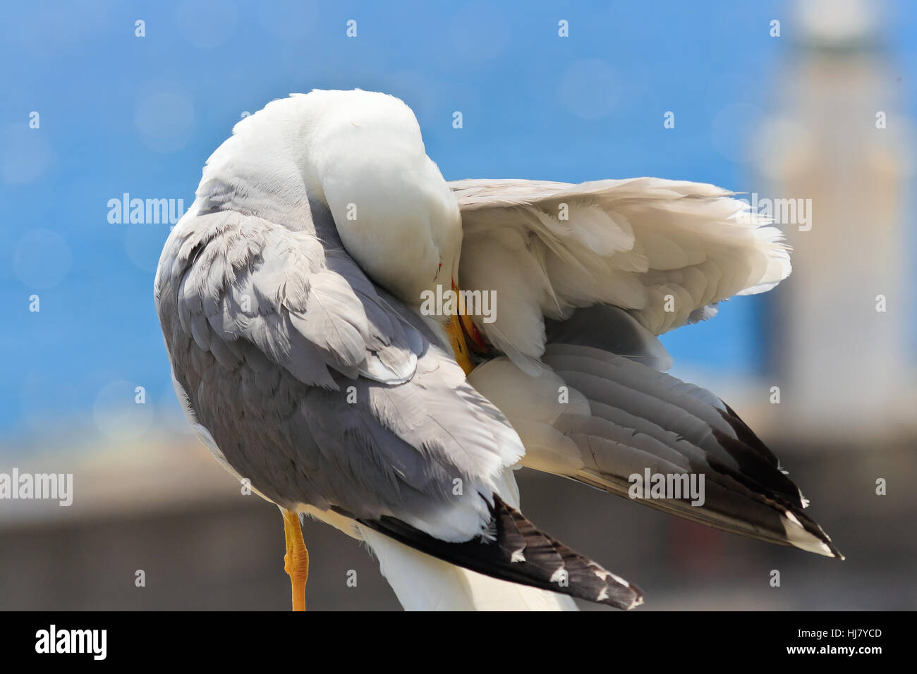 animal, bird, wild, wildlife, navy, marine, feather, salt water, sea ...