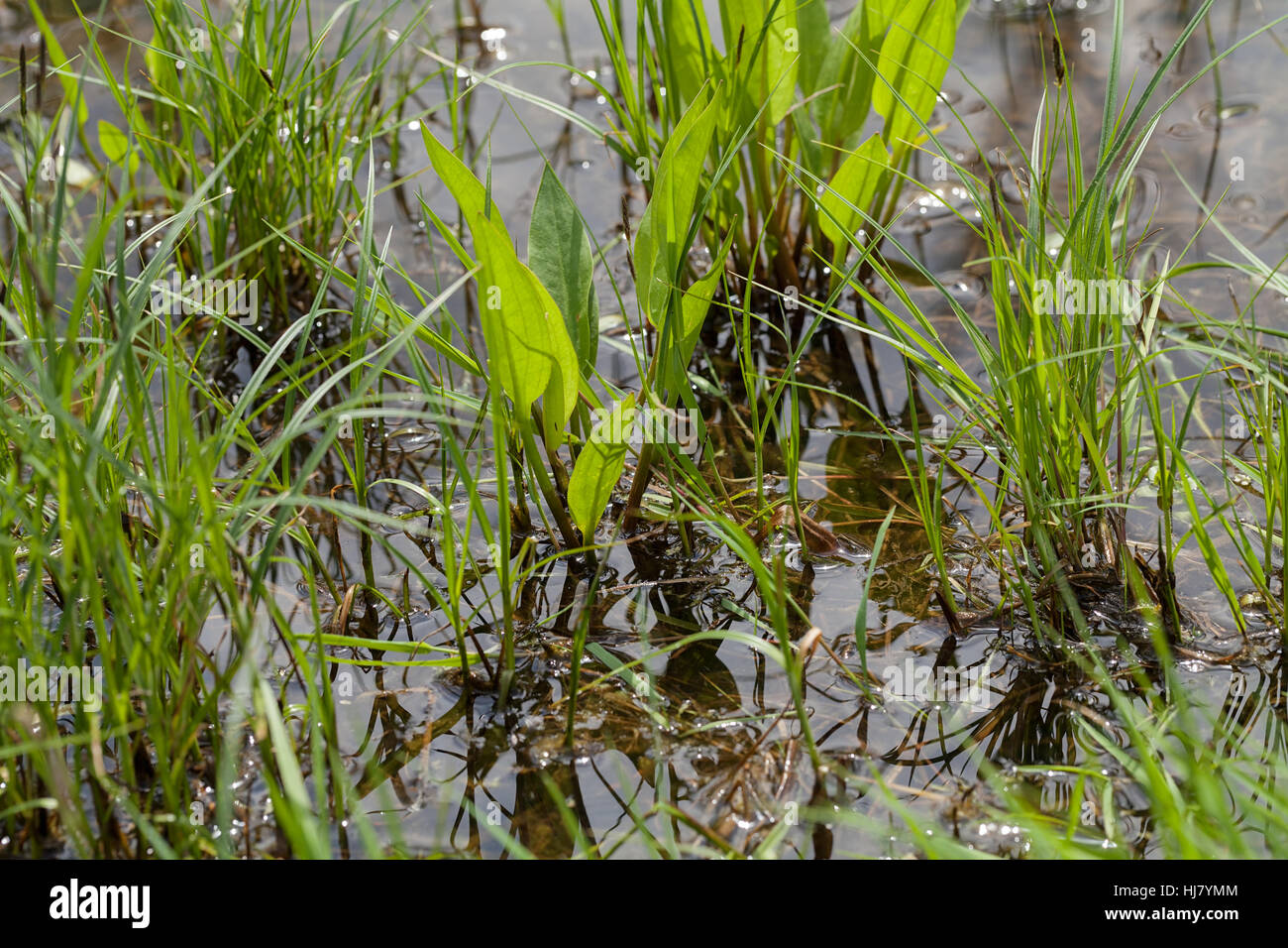 wild grass in water in nature, note shallow depth of field Stock Photo ...