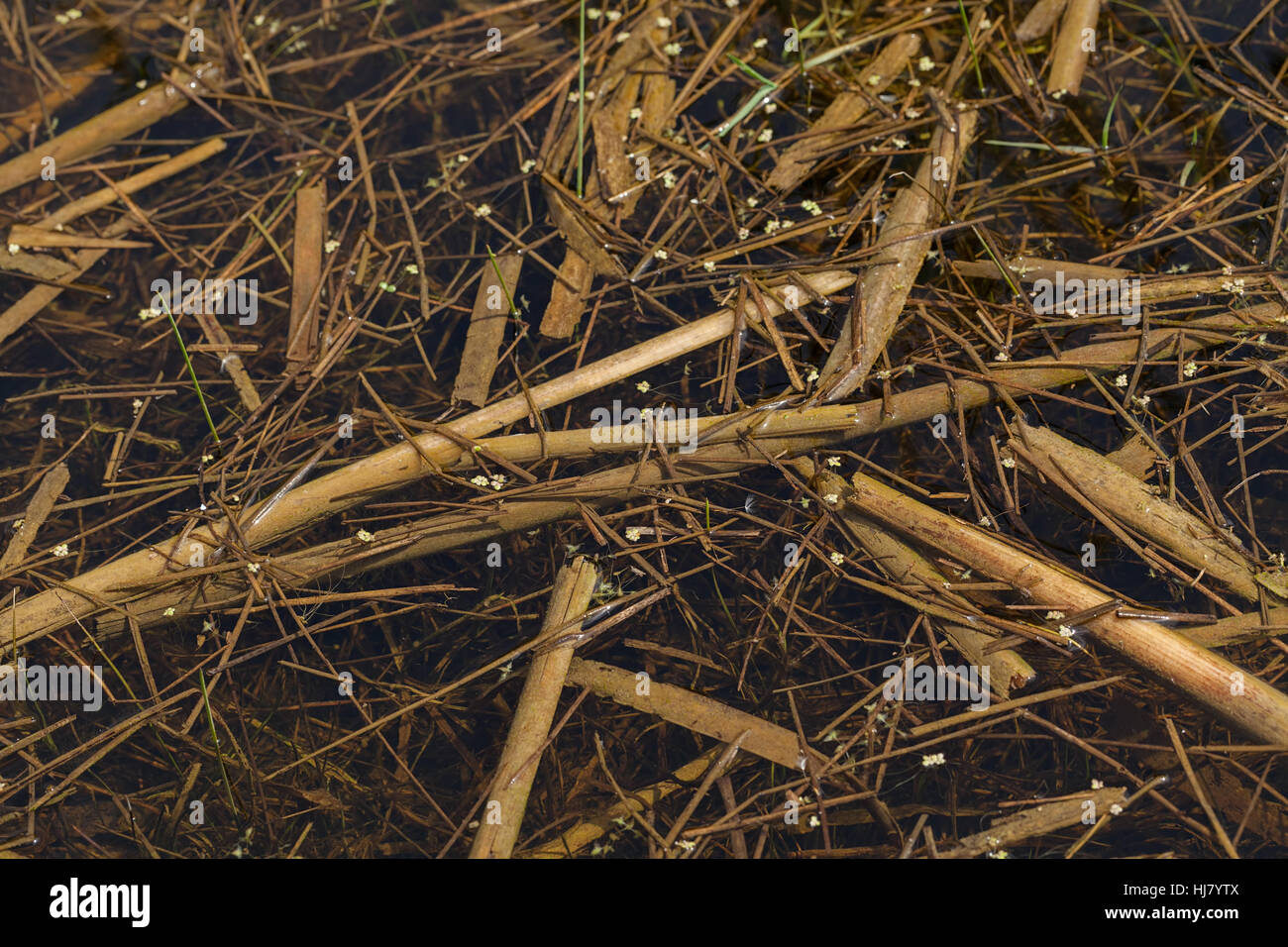 dry stalks of bamboo in water, note shallow depth of field Stock Photo ...