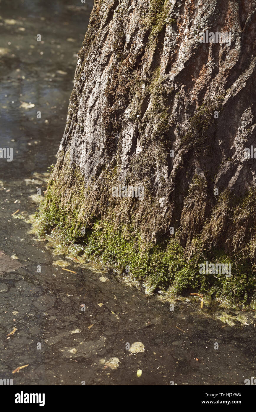 stagnant water around the tree after a heavy rain, note shallow depth ...