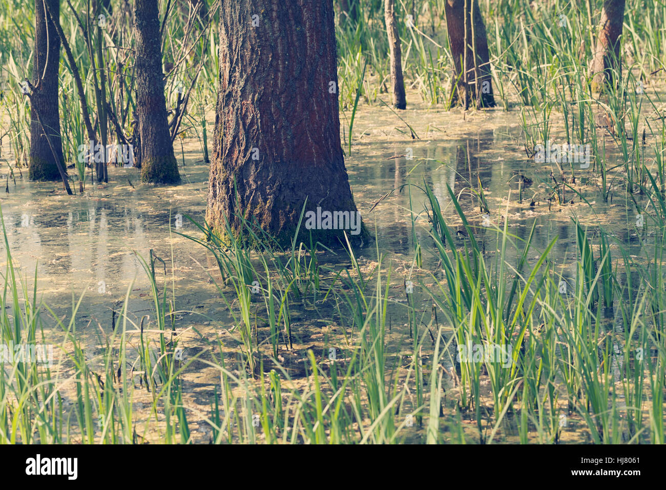 stagnant water around the trees after a heavy rain, note shallow depth ...