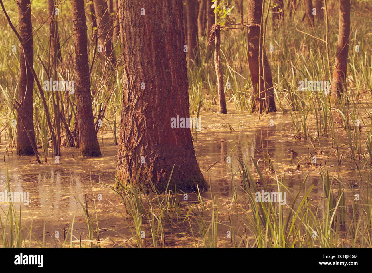 stagnant water around the trees after a heavy rain, note shallow depth ...