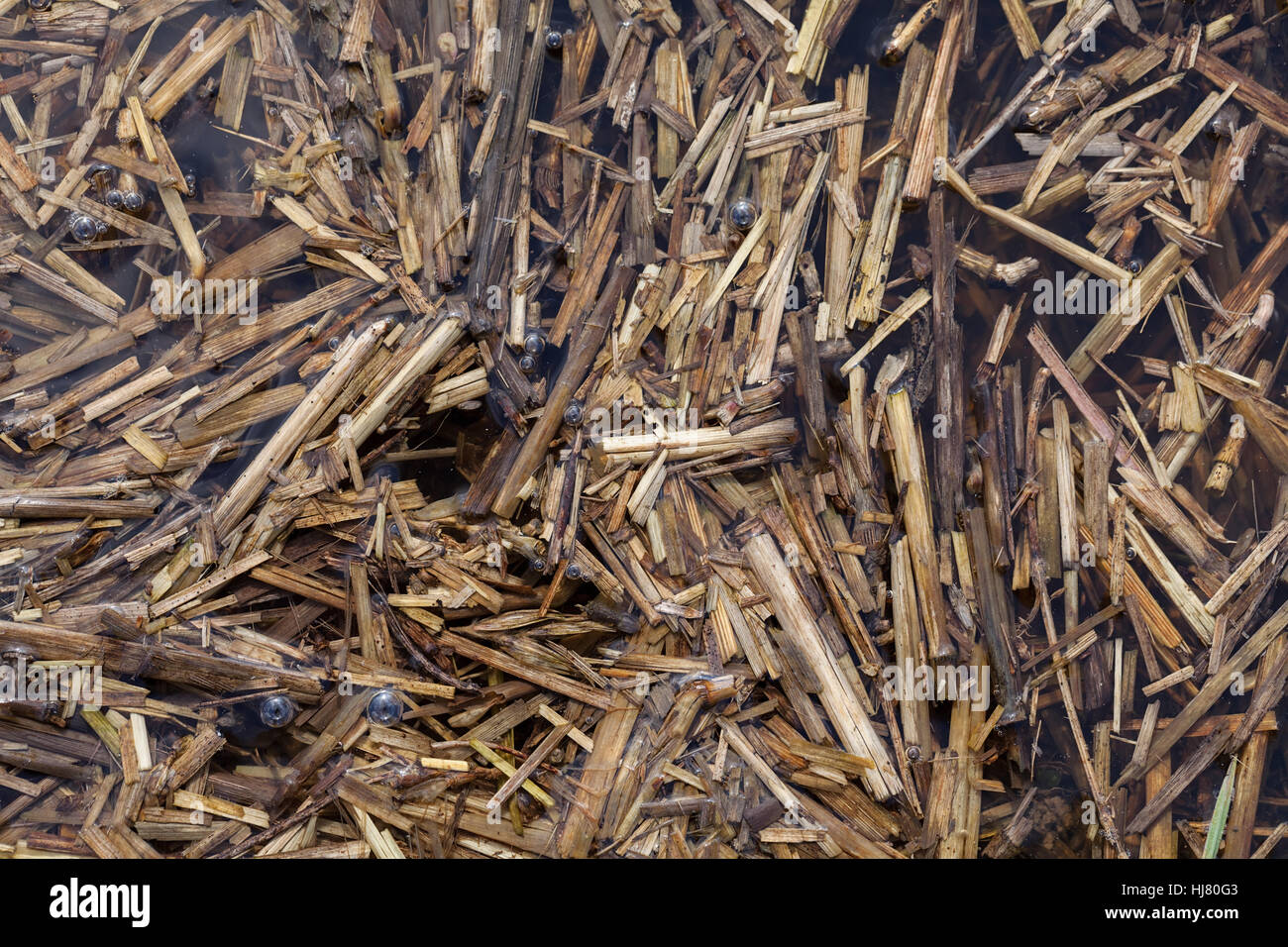 dry stalks of bamboo in water, note shallow depth of field Stock Photo ...