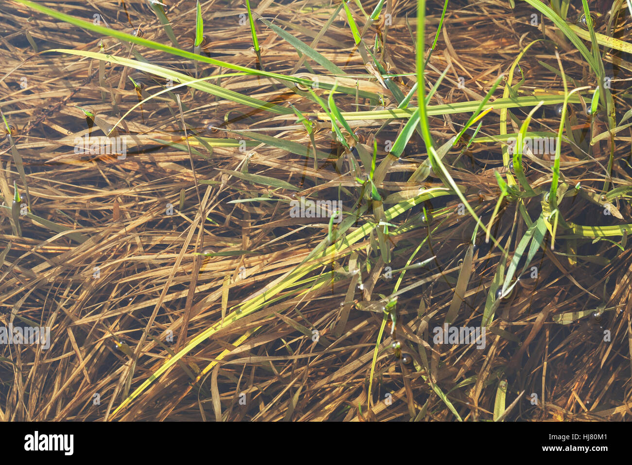green grass which grown up of the water, note shallow depth of field ...