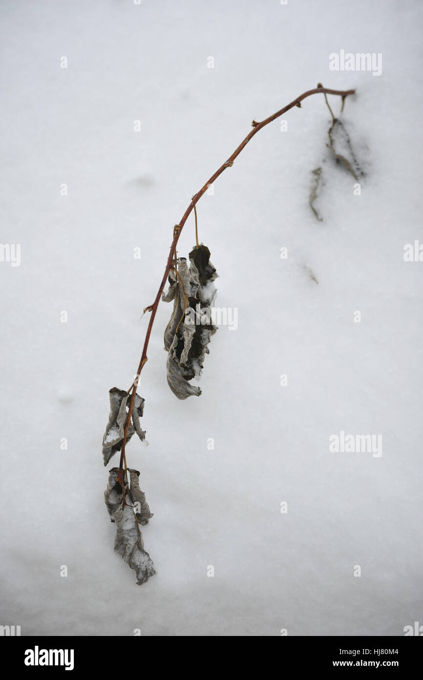 Raspberry bush covered with snow, in the middle of winter Stock Photo ...