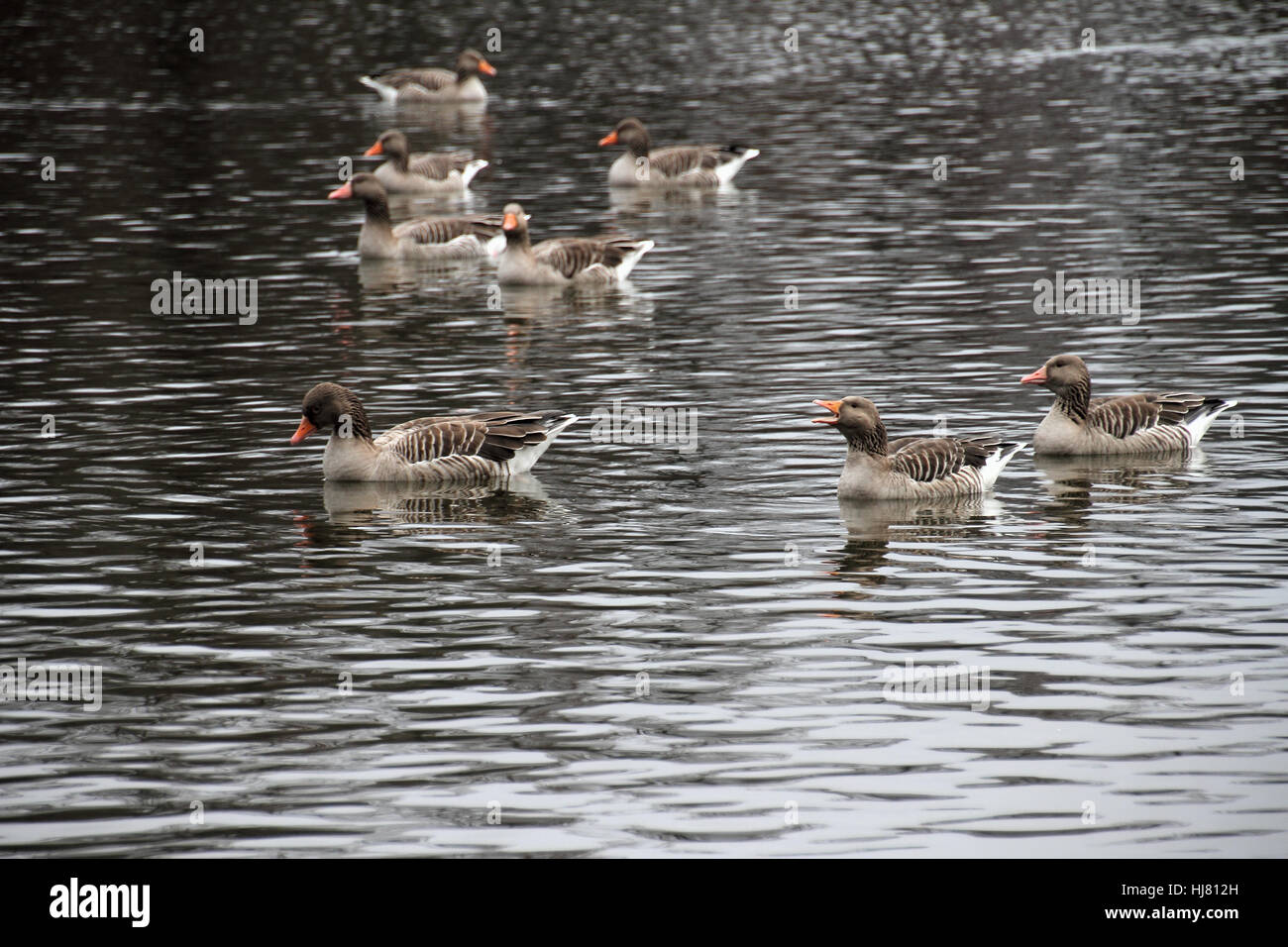 Geese crawl hi-res stock photography and images - Alamy