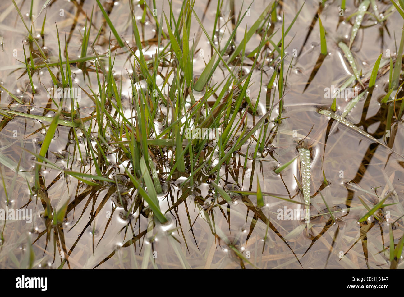 green tall grass in water in nature, note shallow depth of field Stock ...