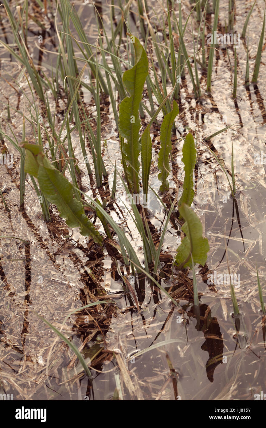 green tall grass in water in nature, note shallow depth of field Stock ...