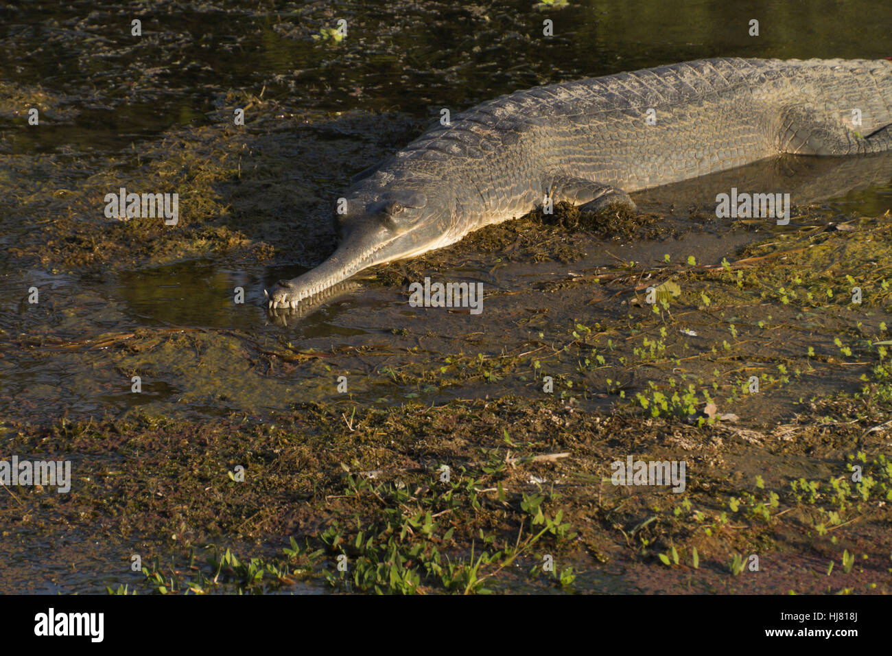 gavial in chitwan national park nepal Stock Photo - Alamy
