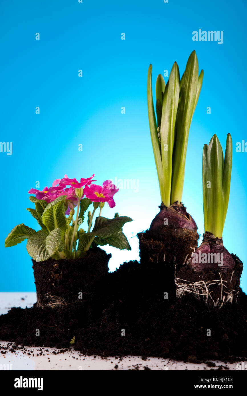 leaf, garden, flower, plant, spring, gardening, assorted, lawn, green ...