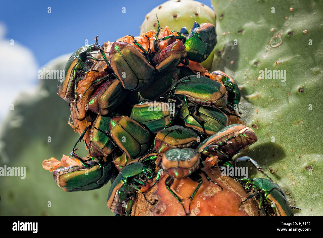 Figeater Beetle - Cotinis mutabilis Stock Photo - Alamy