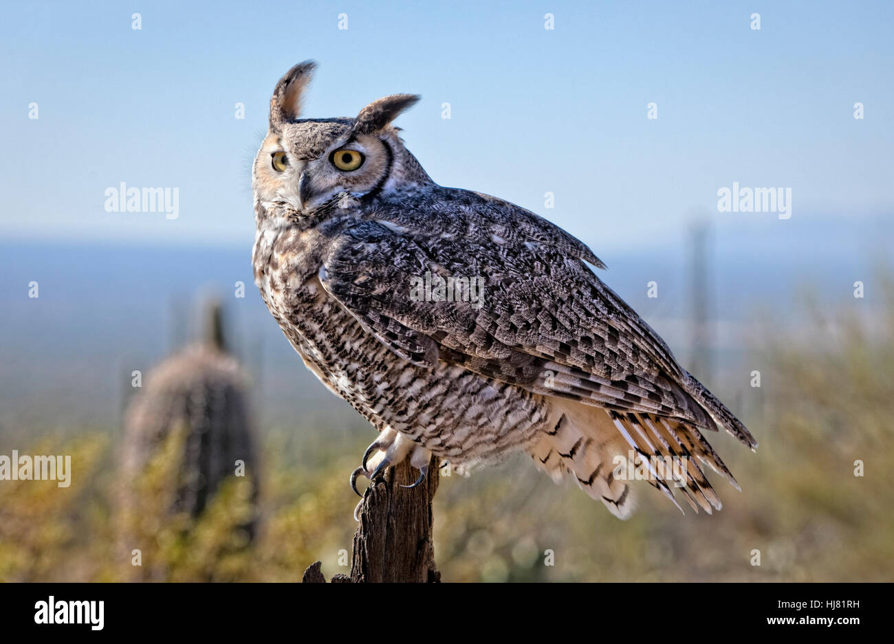 Great Horned Owl - Bubo virginianus Stock Photo - Alamy