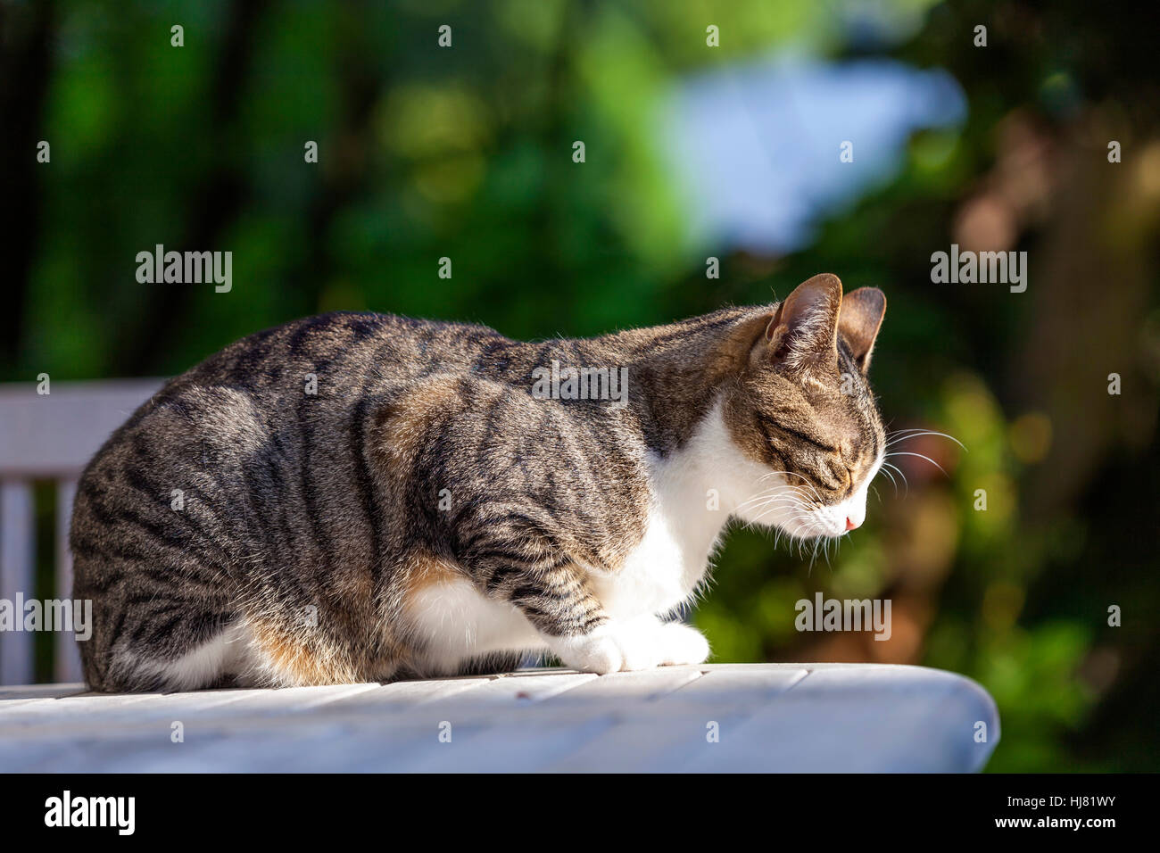 garden, animal, portrait, attention, character, handsome, pussycat, cat ...