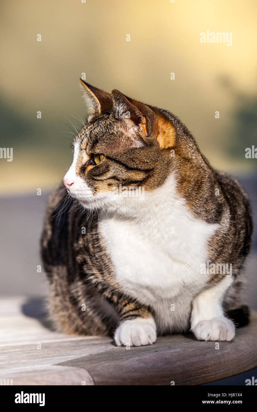 garden, animal, portrait, attention, character, handsome, pussycat, cat ...