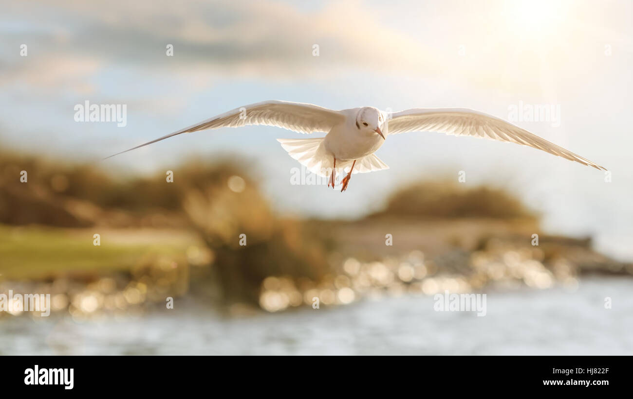 Action movement bird animal wing free freedom hi-res stock photography ...