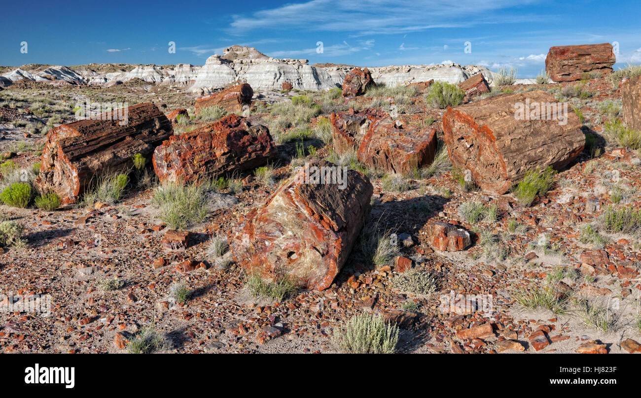 Petrified Tree Sections - Petrified Forest National Park, AZ Stock ...
