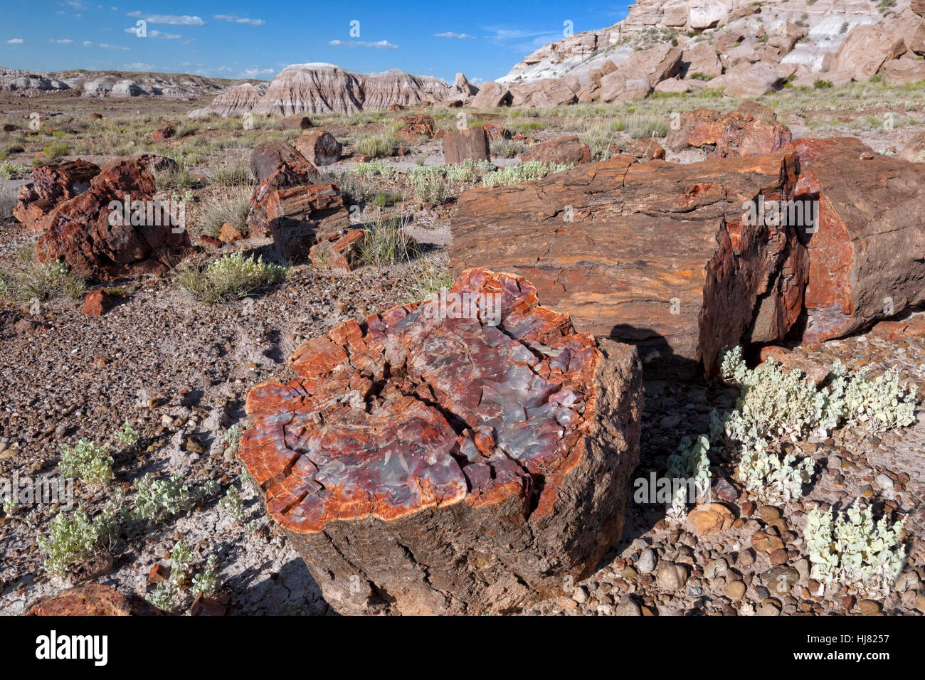 Petrified Tree Sections - Petrified Forest National Park, AZ Stock ...