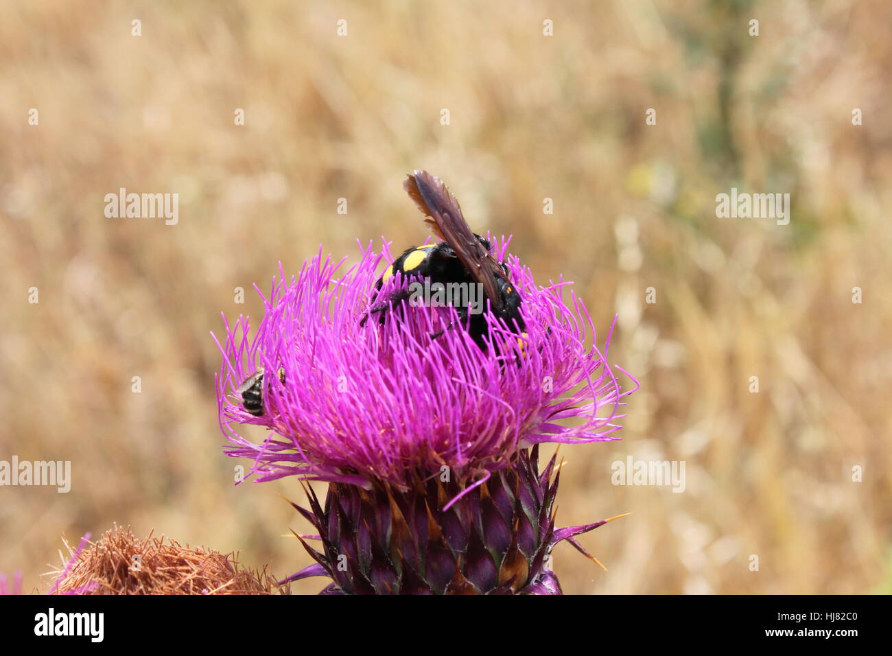 insect, flower, plant, bumblebee, bloom, blossom, flourish, flourishing ...