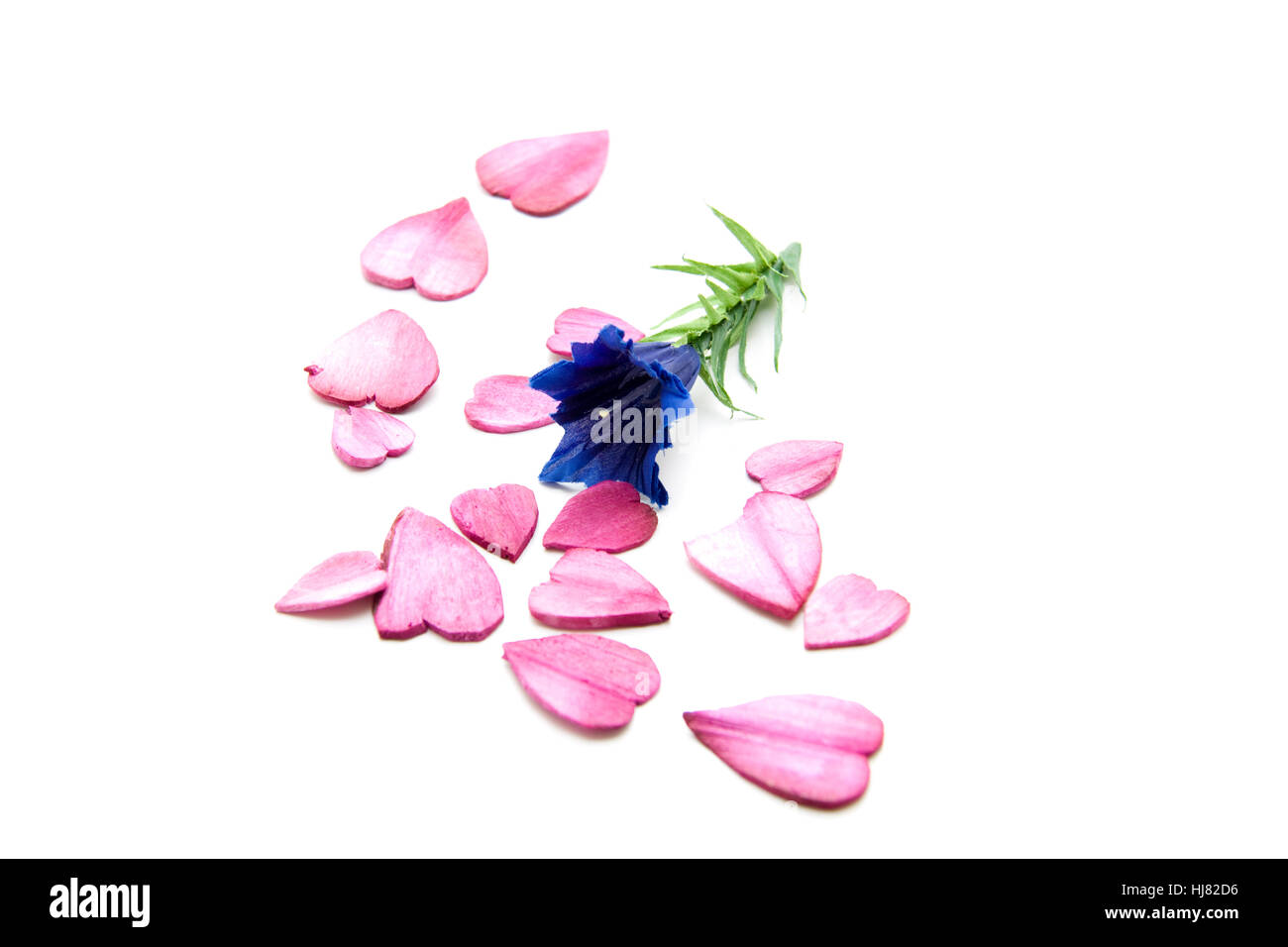 flower, plant, leaves, blossoms, petals, stalk, stem, bleed, flower ...