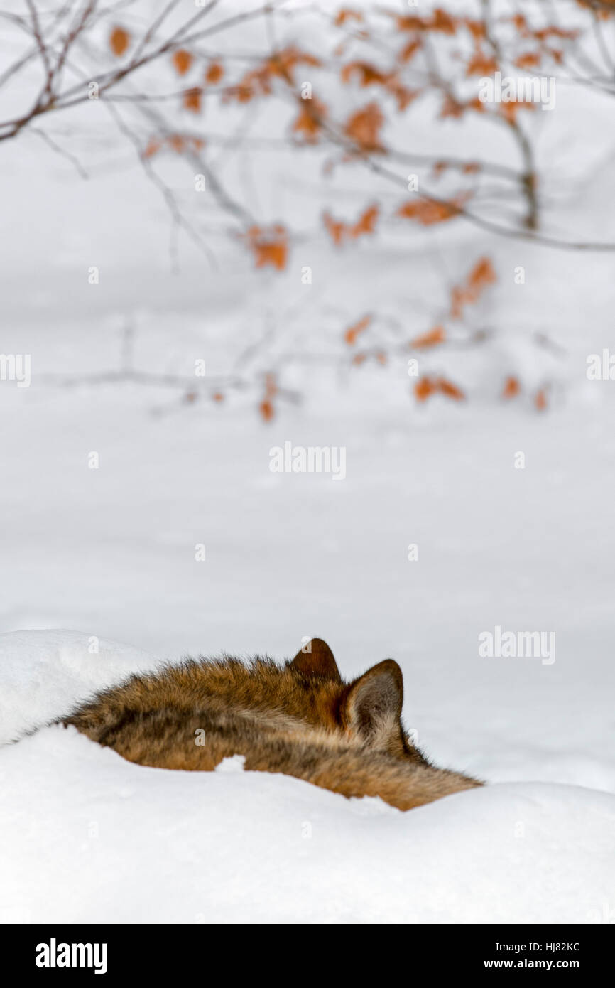 Wolf curled up hi-res stock photography and images - Alamy