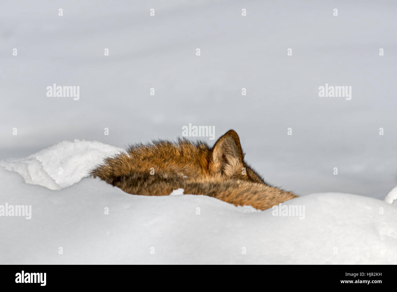 Sleeping Wolf Stock Photos & Sleeping Wolf Stock Images - Alamy